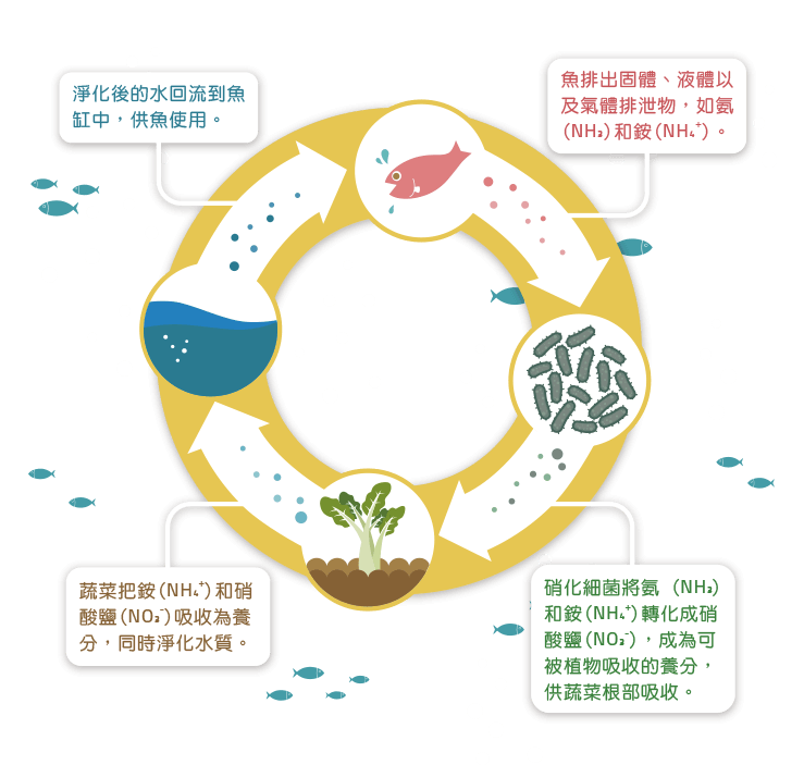 魚菜共生 – STEM@eClass